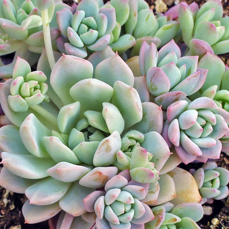 Echeveria prolifica - Mountain Crest Gardens
