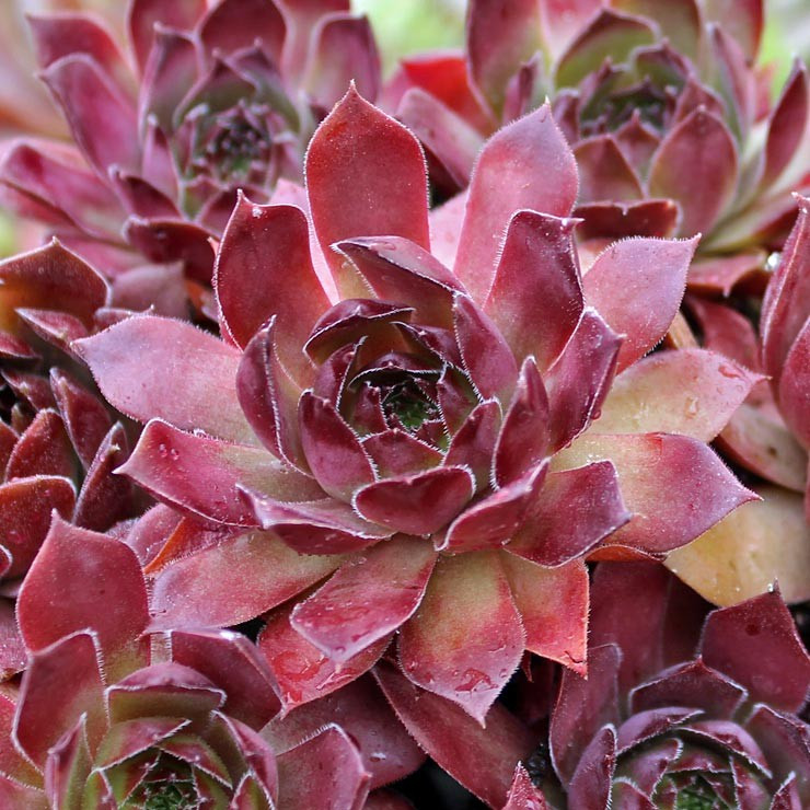 Sempervivum 'Pacific Red Rose' | Mountain Crest Gardens®