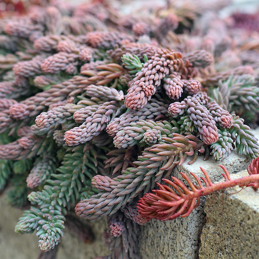Sedum reflexum 'Blue Spruce' - Sedum (Stonecrop)