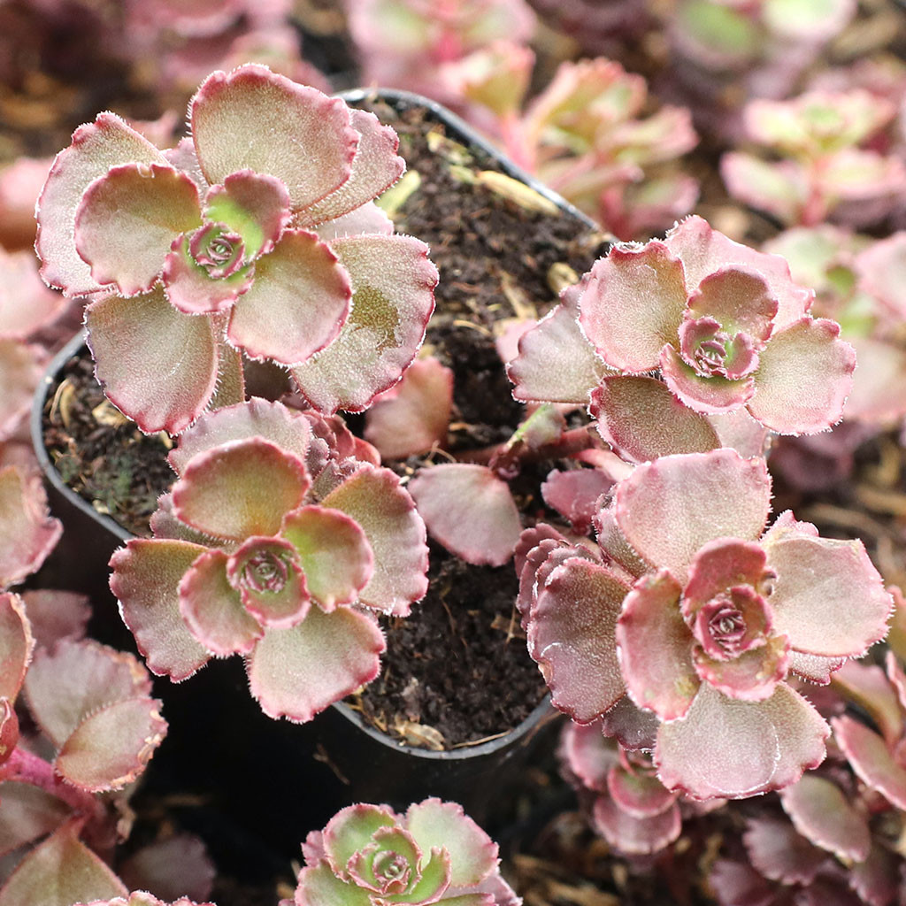 Sedum spurium 'Voodoo' - Sedum (Stonecrop)