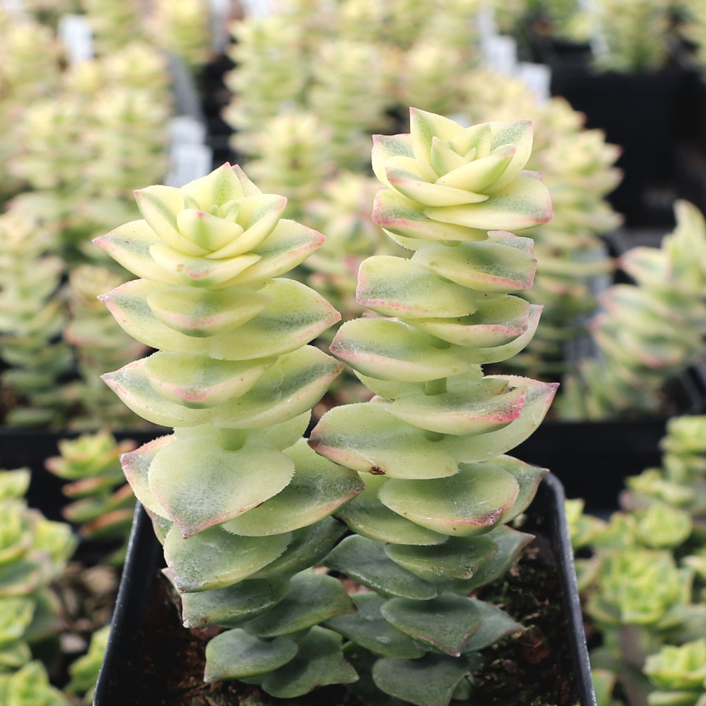 Crassula perforata - Variegated String of Buttons | MCG™