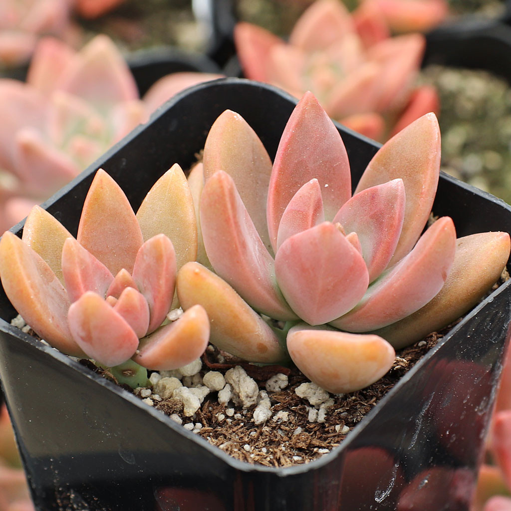 Graptosedum 'California Sunset' - Mountain Crest Gardens
