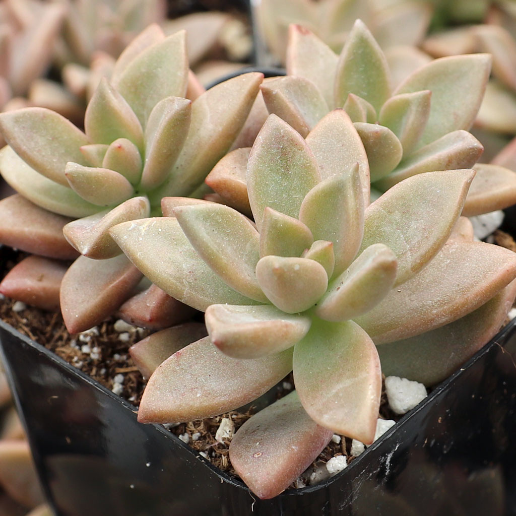 Graptosedum 'Alpenglow' - Mountain Crest Gardens
