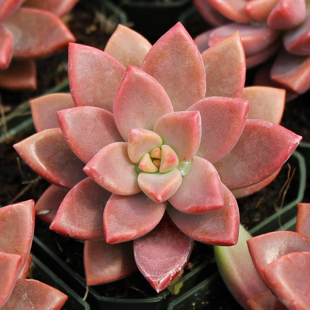 Graptosedum 'Alpenglow' - Mountain Crest Gardens