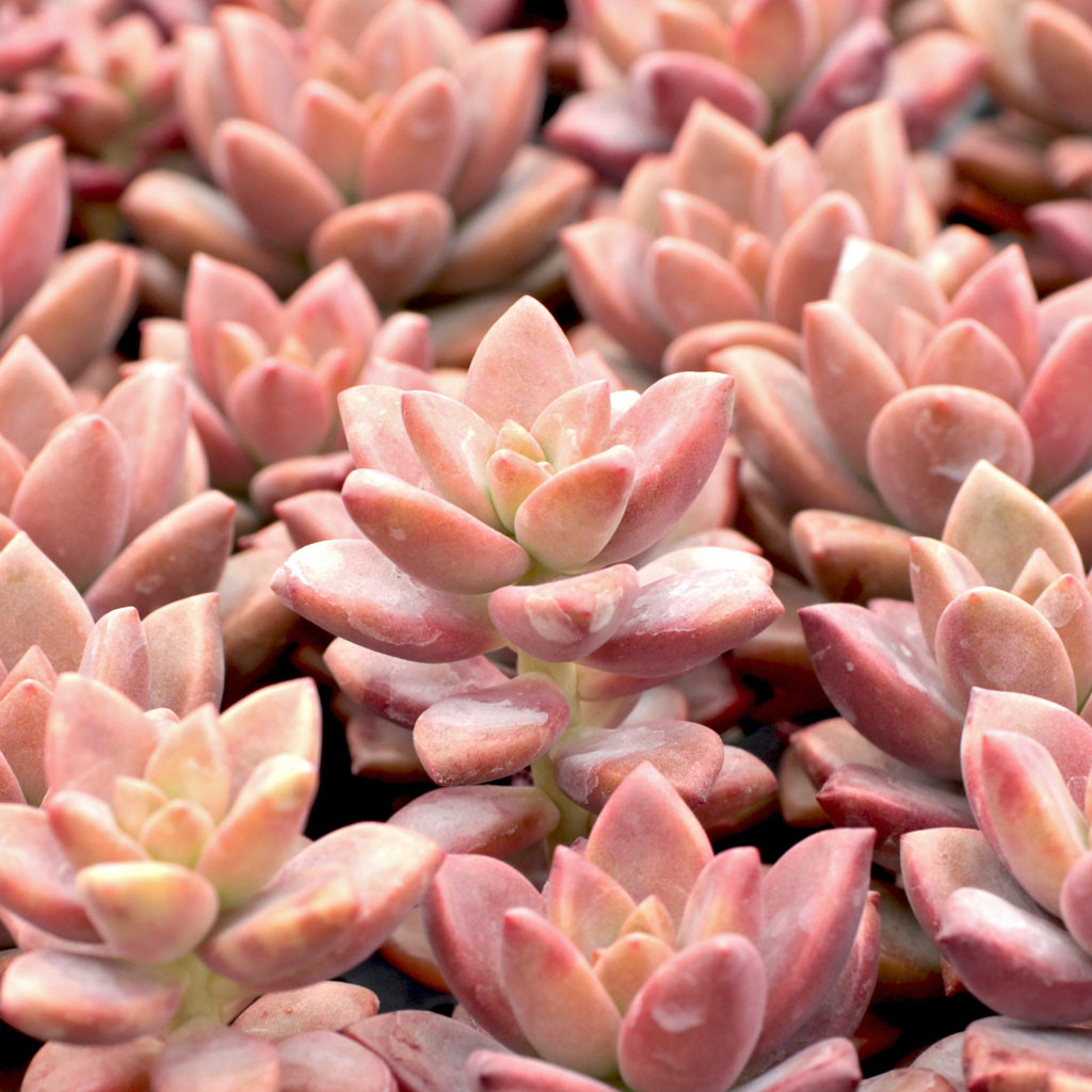 Graptosedum 'Alpenglow' - Mountain Crest Gardens