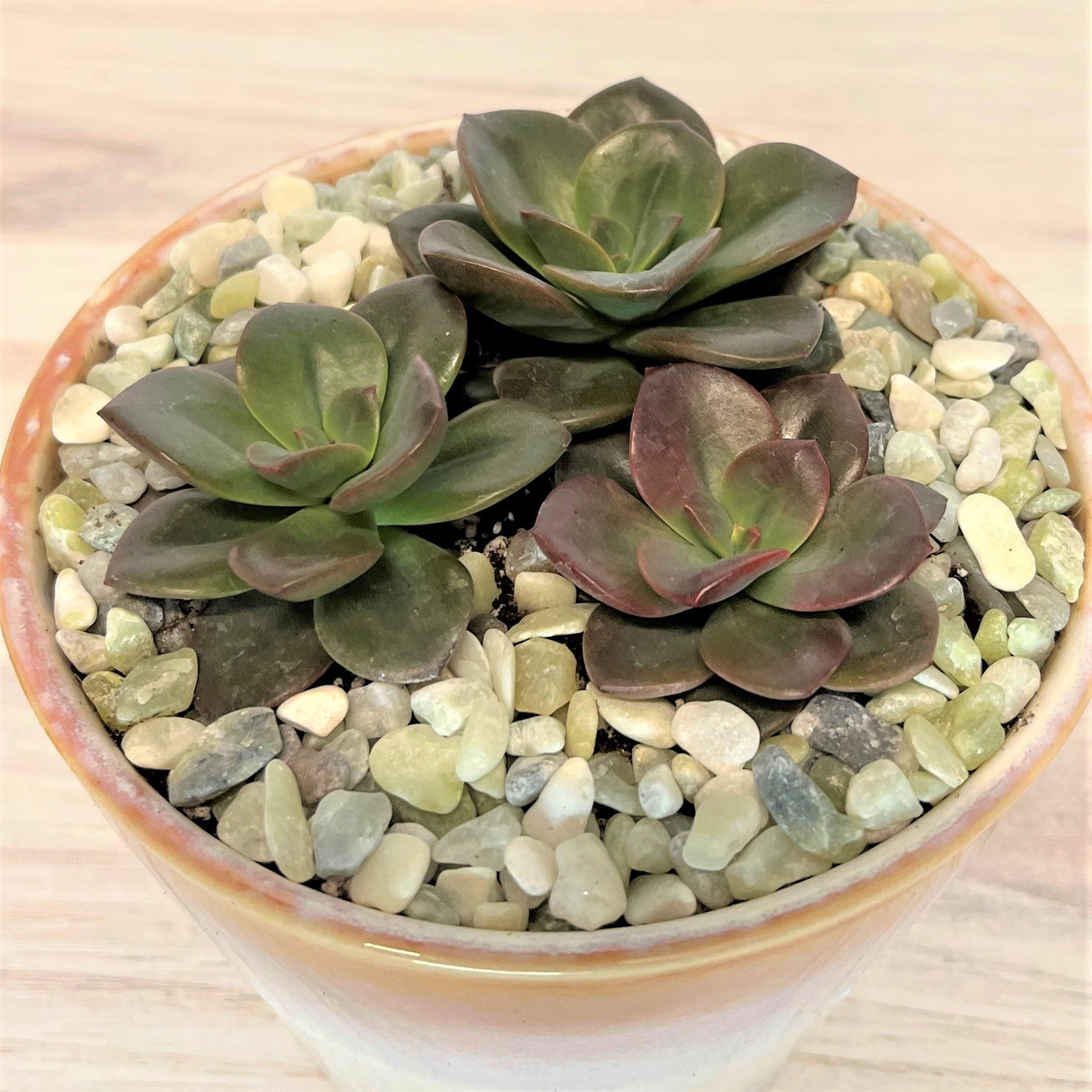 Echeveria 'Chroma' | Mountain Crest Gardens®