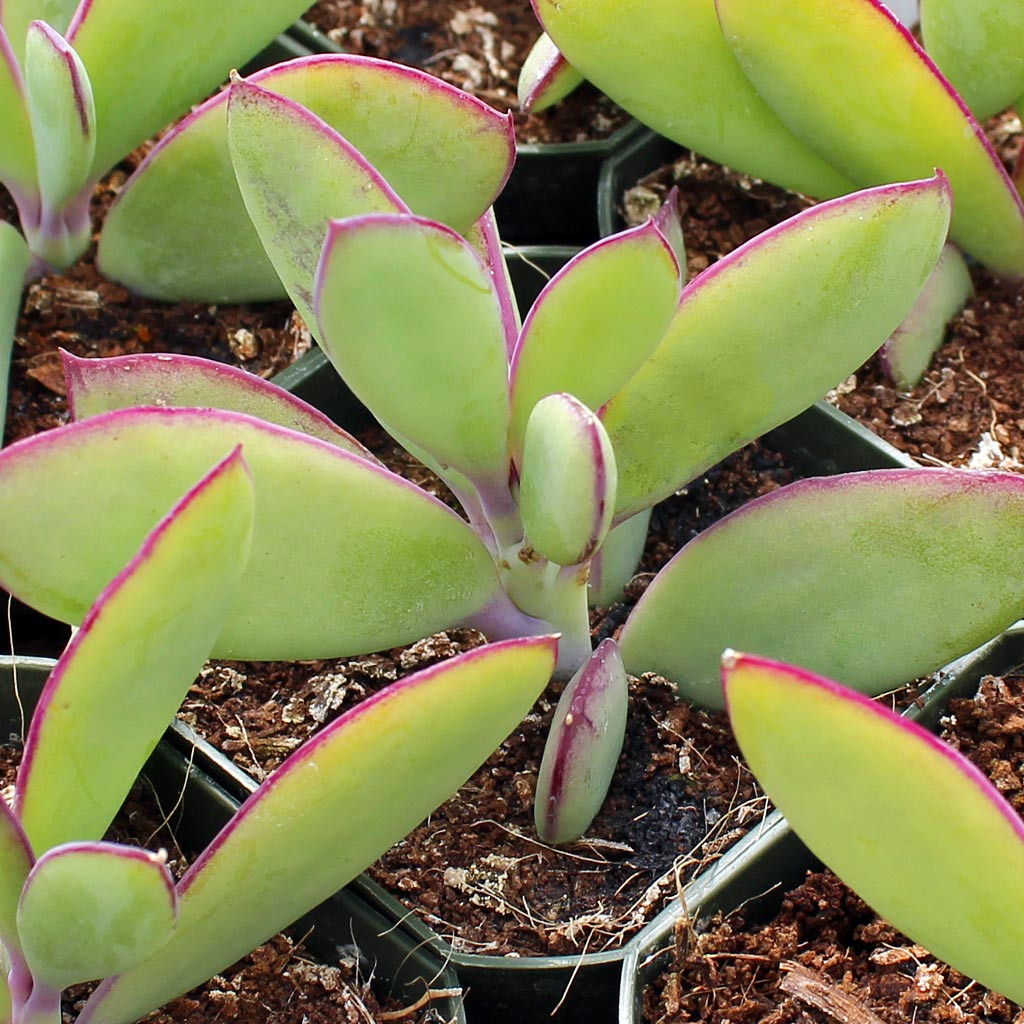 Senecio crassissimus - Vertical Leaf Senecio - Mountain Crest Gardens