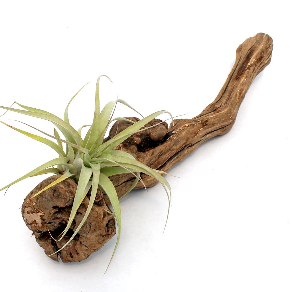 Grape Wood | Mountain Crest Gardens™