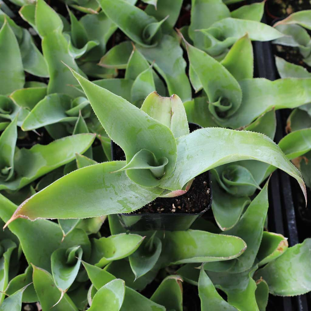 Agave vilmoriniana - Octopus Agave - Mountain Crest Gardens