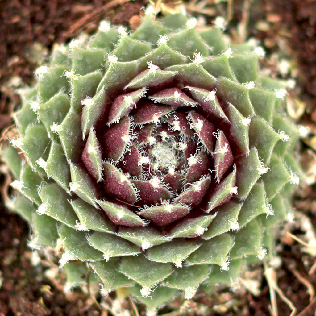 Sempervivum 'Jade Rose' - Mountain Crest Gardens®