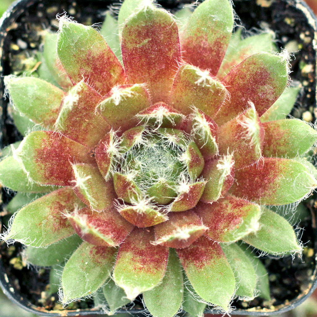 Rose Called Jade