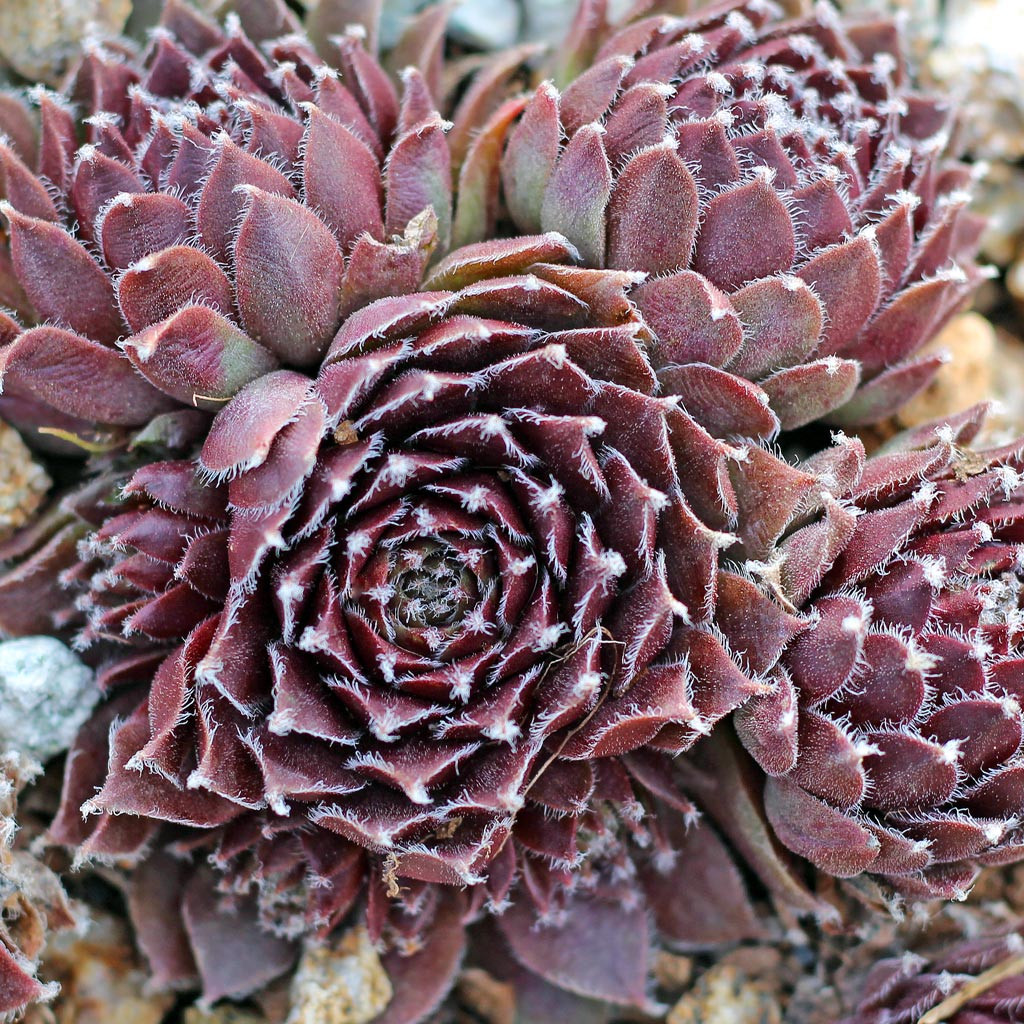 Rose Named Jade