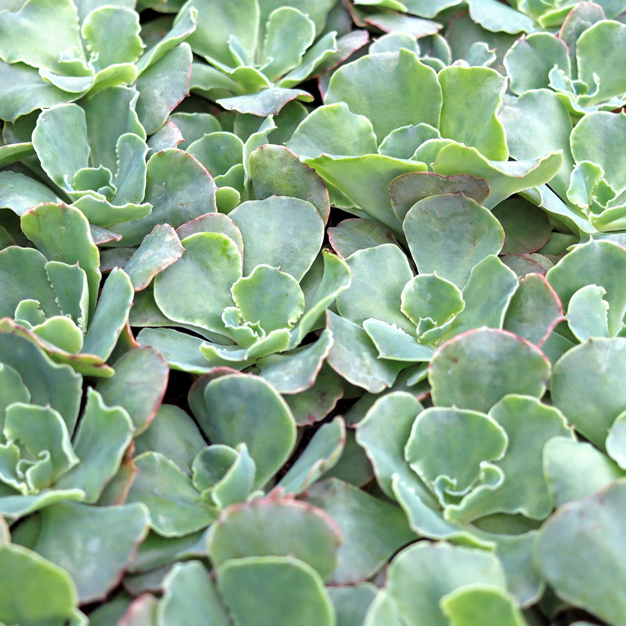 Echeveria 'Crinoline Ruffles' | Mountain Crest Gardens™