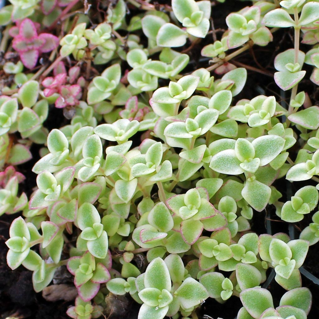 Sedum Little Missy Mcg™