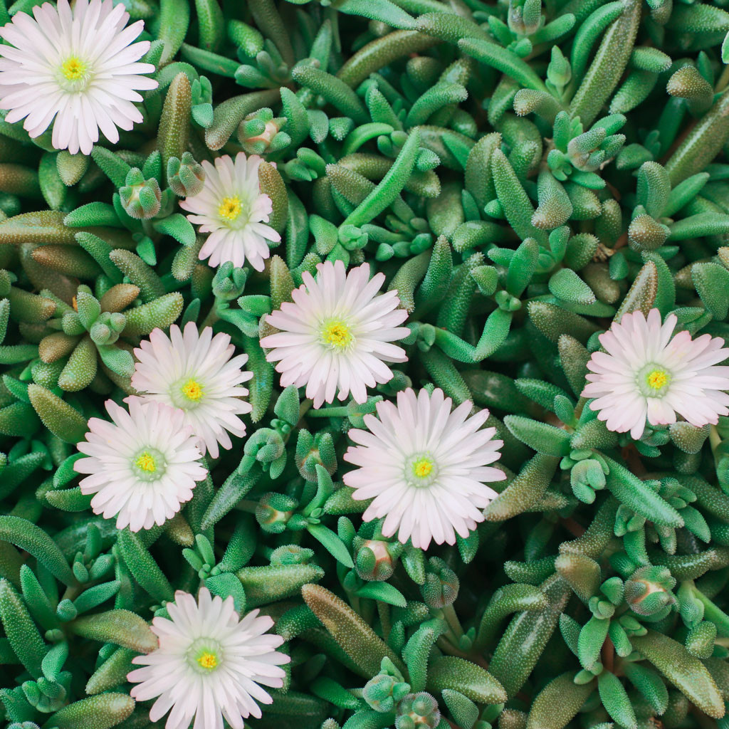 Delosperma 'Oberg' - Mountain Crest Gardens