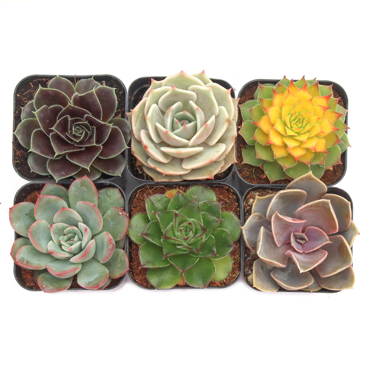 Rosette Succulent Pack (6-12 Plants, 2" Pots)