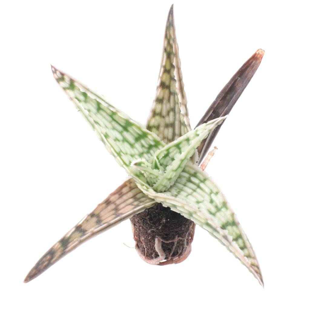 Aloe 'Delta Lights' - Mountain Crest Gardens