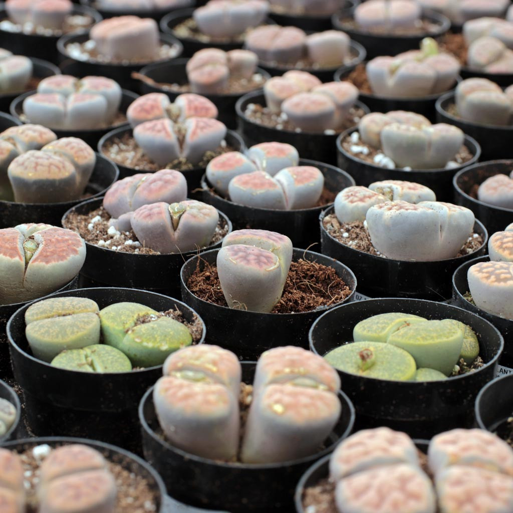 Lithops - Living Stones [limited] - Mountain Crest Gardens