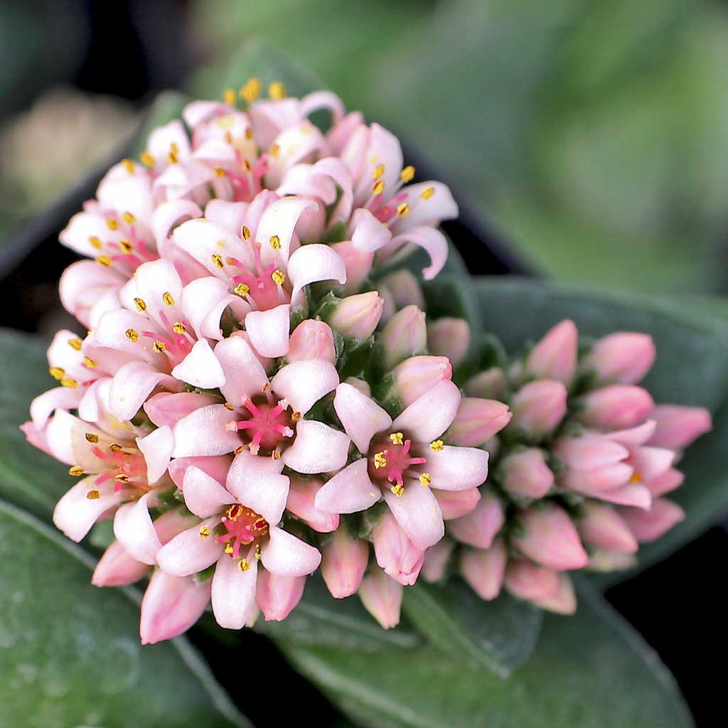 Crassula 'Springtime' | Mountain Crest Gardens™