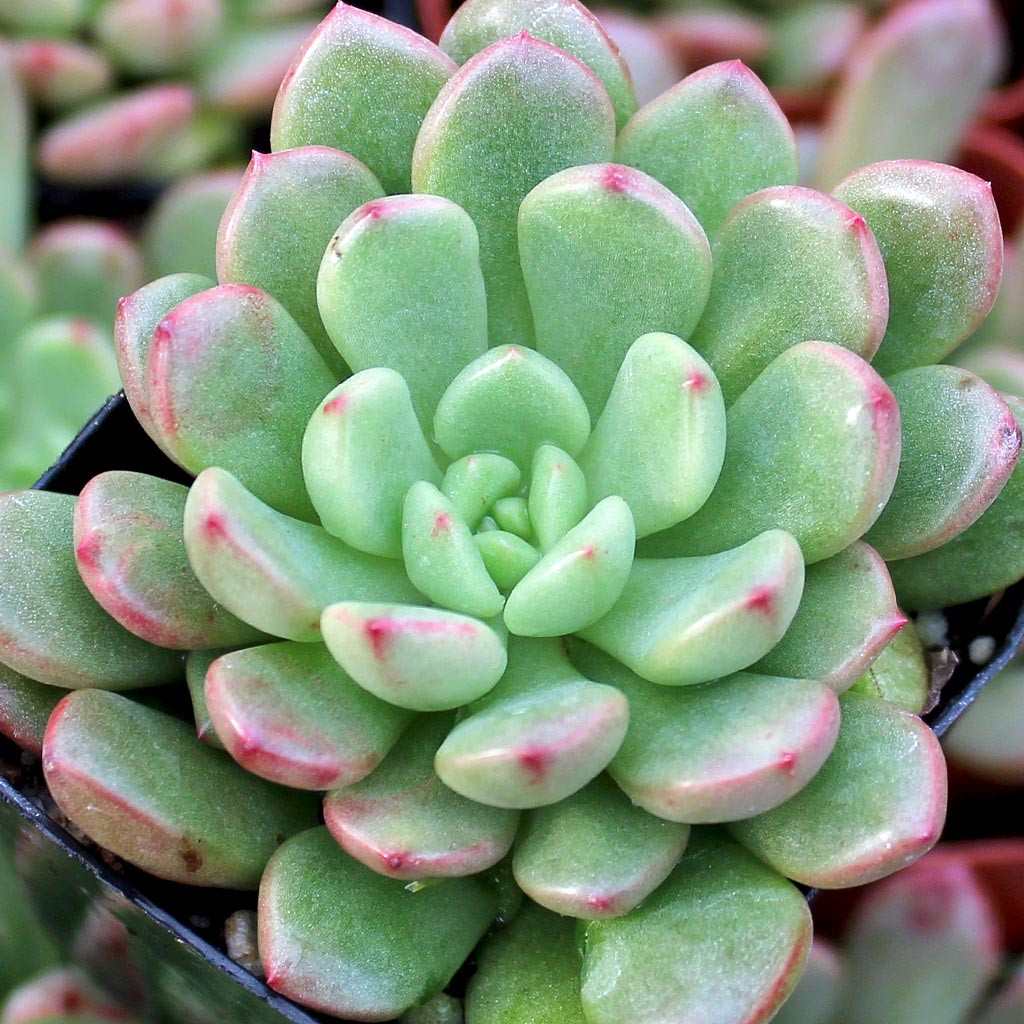 Graptoveria 'Bashful' | Mountain Crest Gardens™