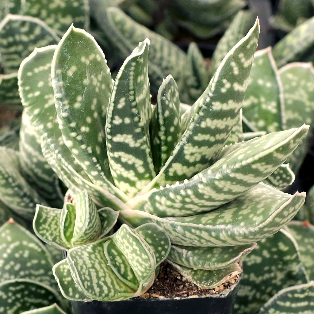 Gasteria bicolor | Mountain Crest Gardens™