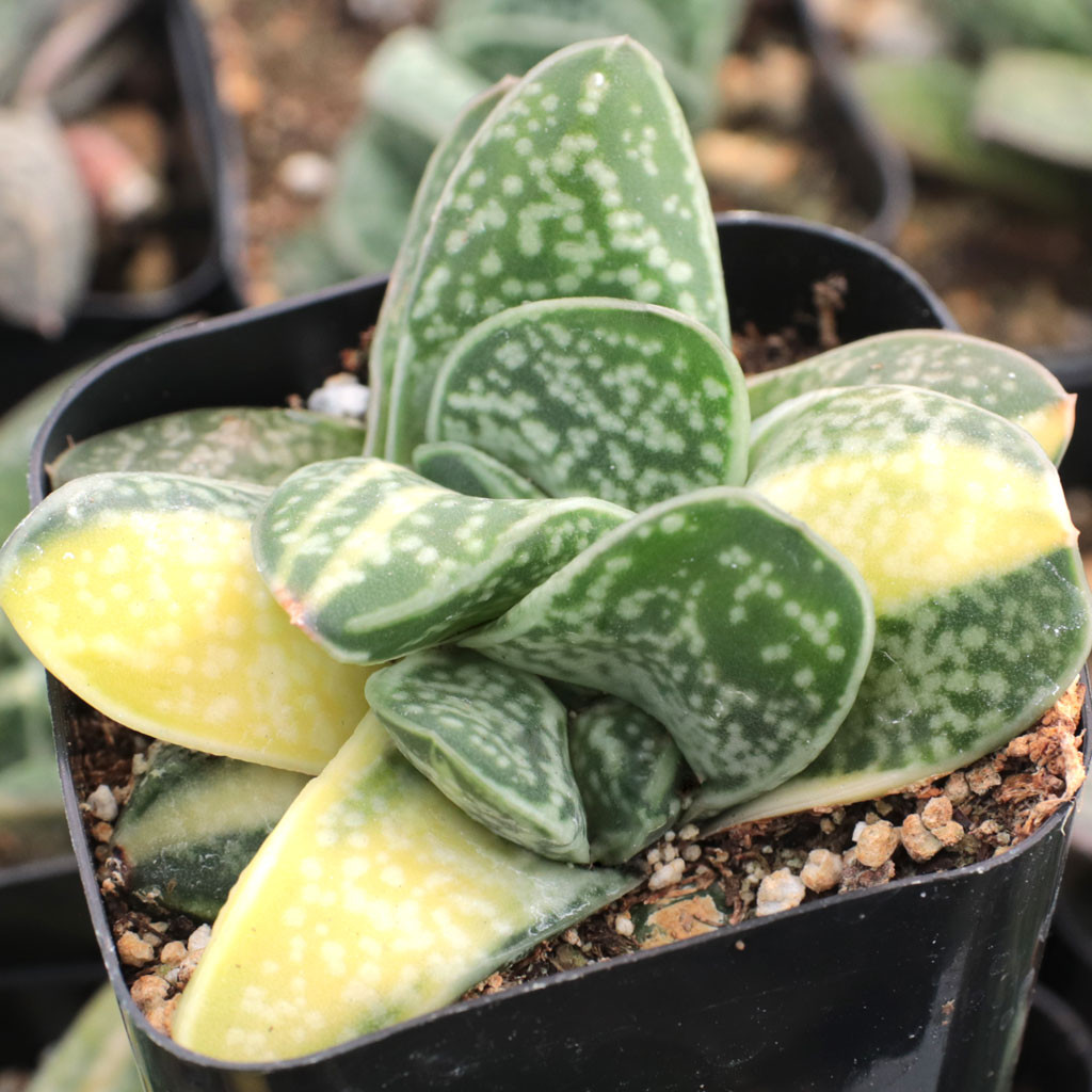 Gasteria brachyphylla var. bayeri f. variegata | MCG™