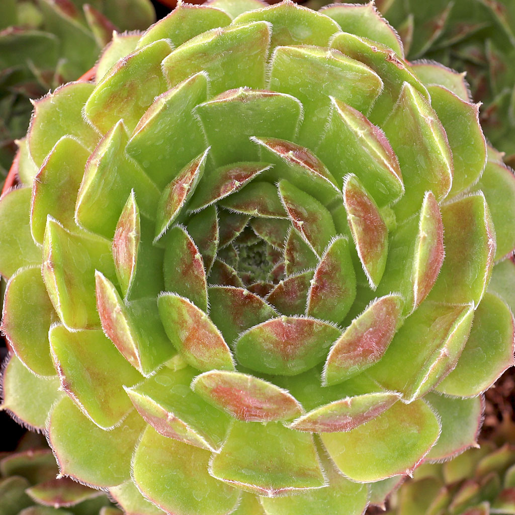 Sempervivum 'Elene' [exclusive] - Mountain Crest Gardens