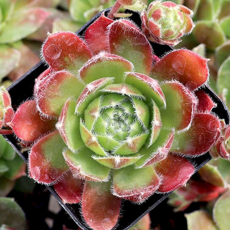 Sempervivum 'Elene' [exclusive] - Mountain Crest Gardens
