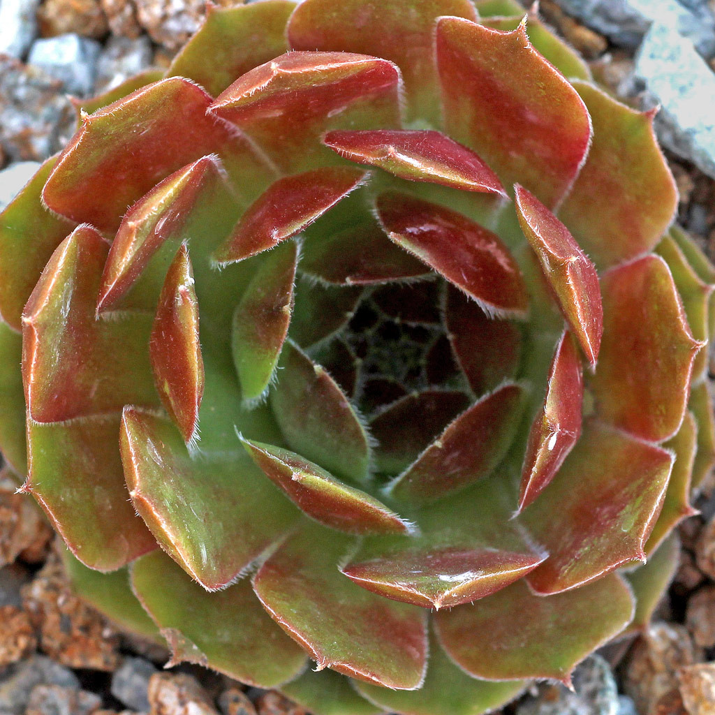 Sempervivum 'Elene' [exclusive] - Mountain Crest Gardens