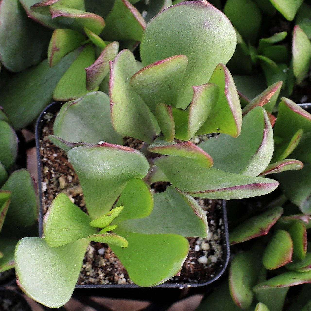 Senecio amaniensis | Mountain Crest Gardens™
