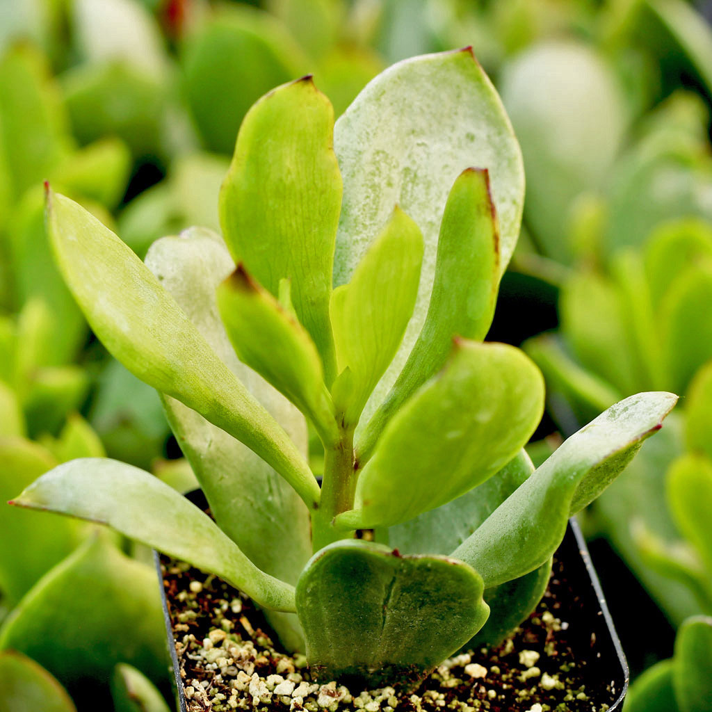 Senecio amaniensis | Mountain Crest Gardens™