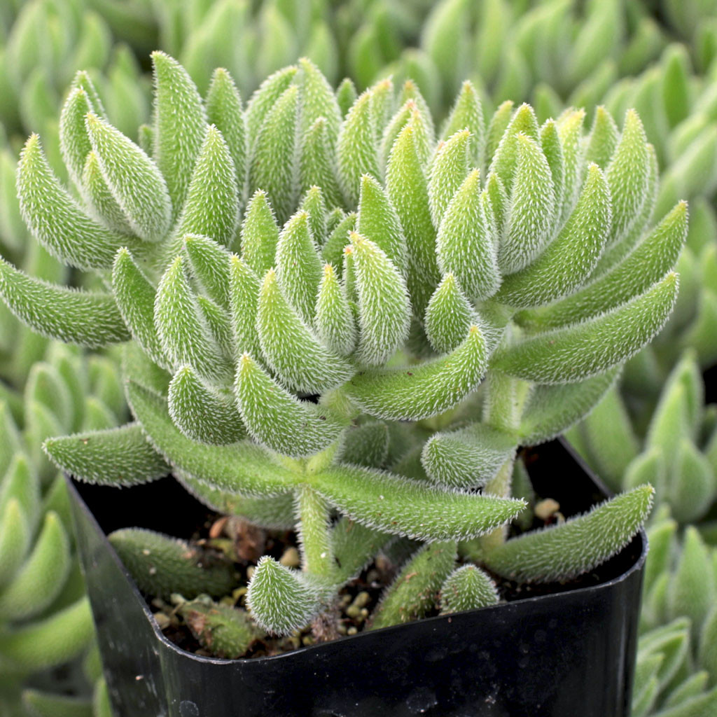 Crassula mesembryanthemoides - Mountain Crest Gardens