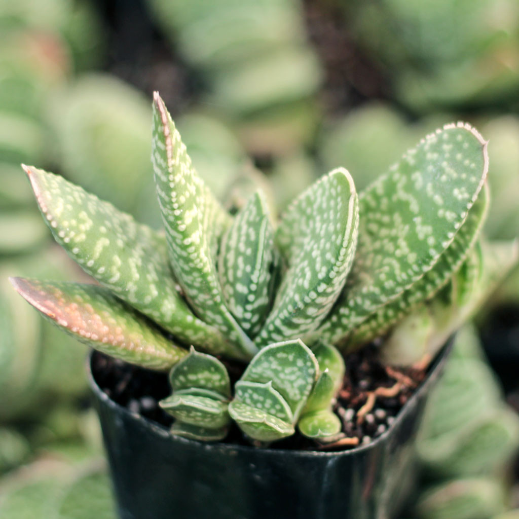 Gasteria