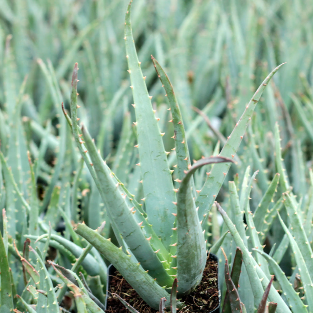 Aloe 'Blue Elf' - Mountain Crest Gardens