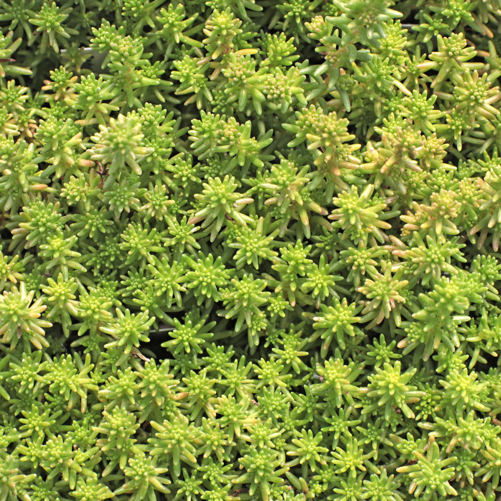 Sedum acre - Gold Moss - Mountain Crest Gardens
