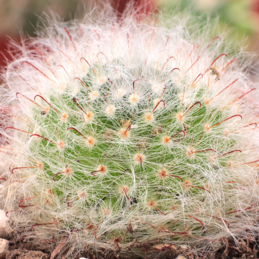 Mammillaria bocasana - Powder Puff Cactus - Mountain Crest Gardens