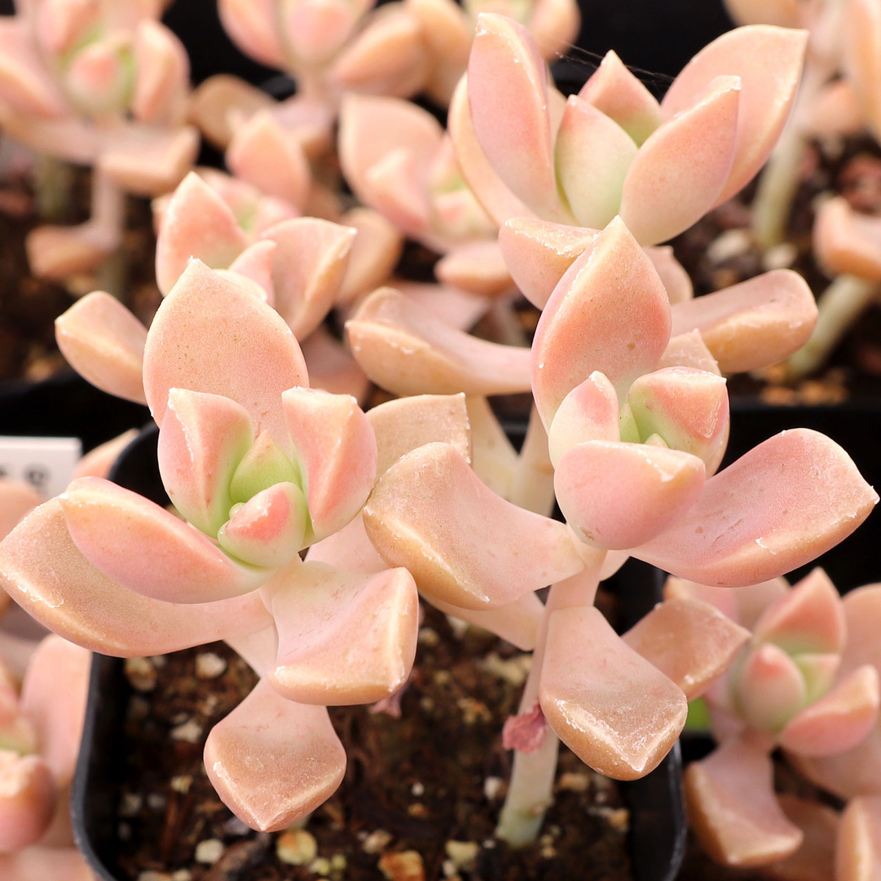 Graptoveria 'Harry Watson' | Mountain Crest Gardens™