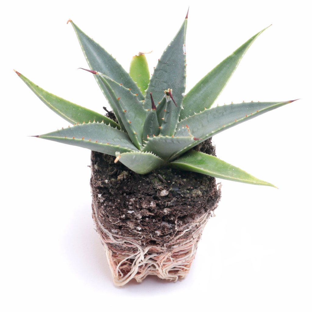 Agave utahensis - Utah Agave - Mountain Crest Gardens