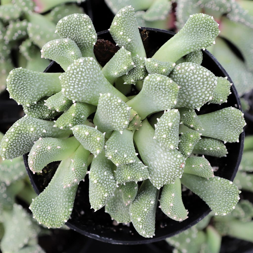 Aloinopsis luckhoffii - Mountain Crest Gardens