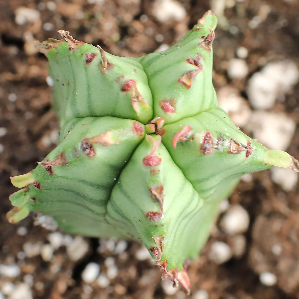 Euphorbia anoplia - Tanzanian Zipper Plant | MCG™