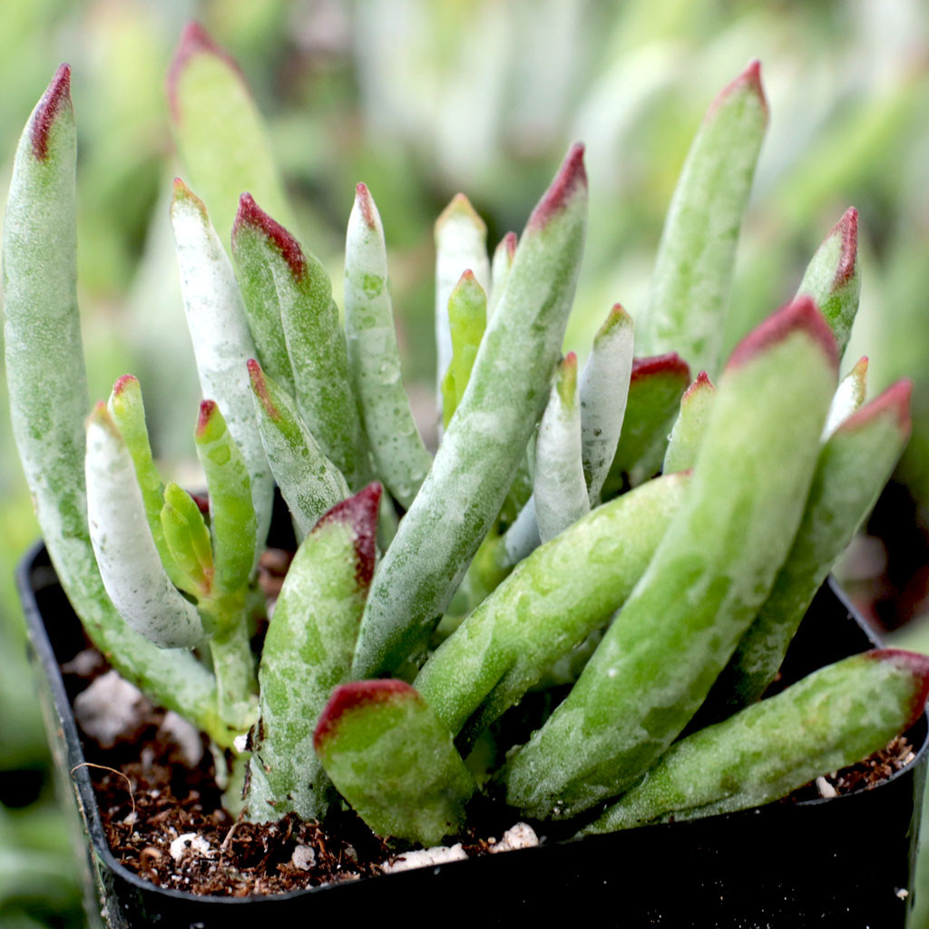 Cotyledon 'White Sprite' - Mountain Crest Gardens