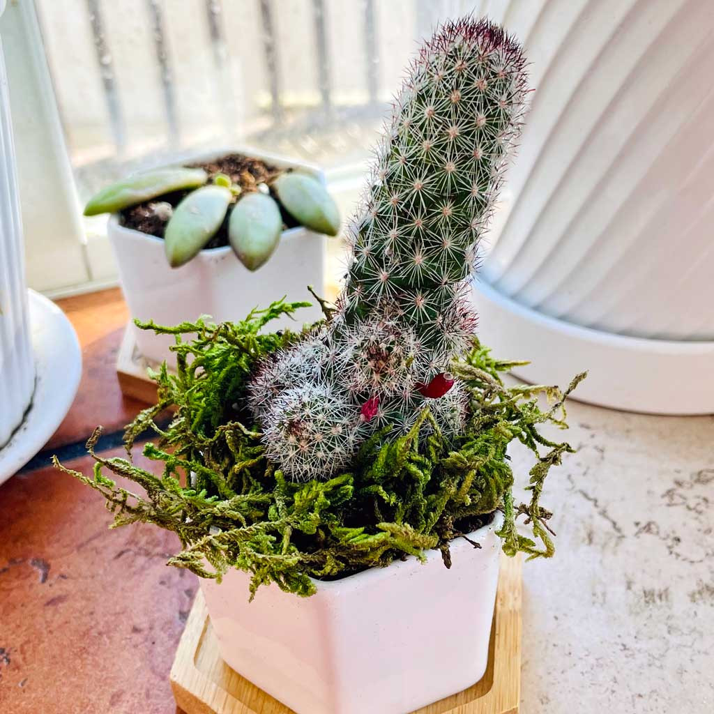 Mammillaria sphacelata ssp. viperina | MCG™