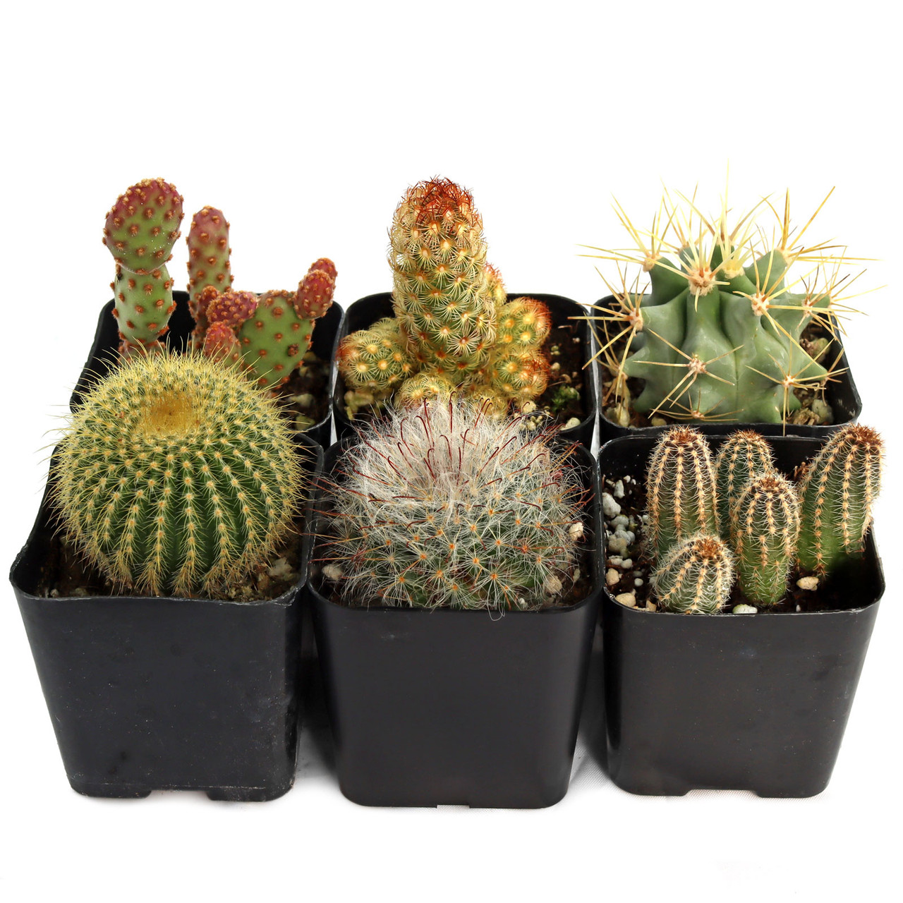 Cactus Pack (6-12 Plants, 2" Pots) | Mountain Crest Gardens®