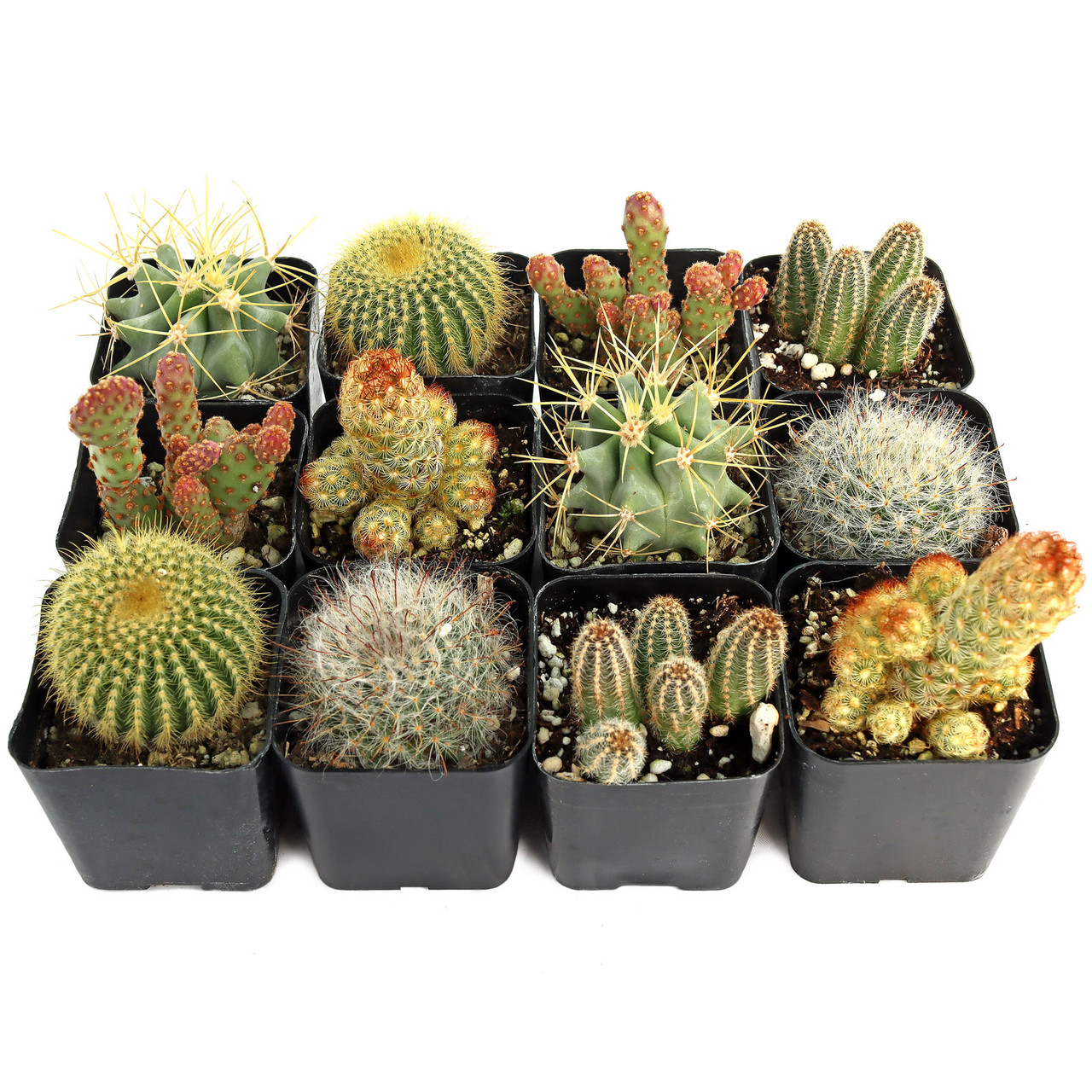 Cactus Pack (6-12 Plants, 2" Pots) | Mountain Crest Gardens®