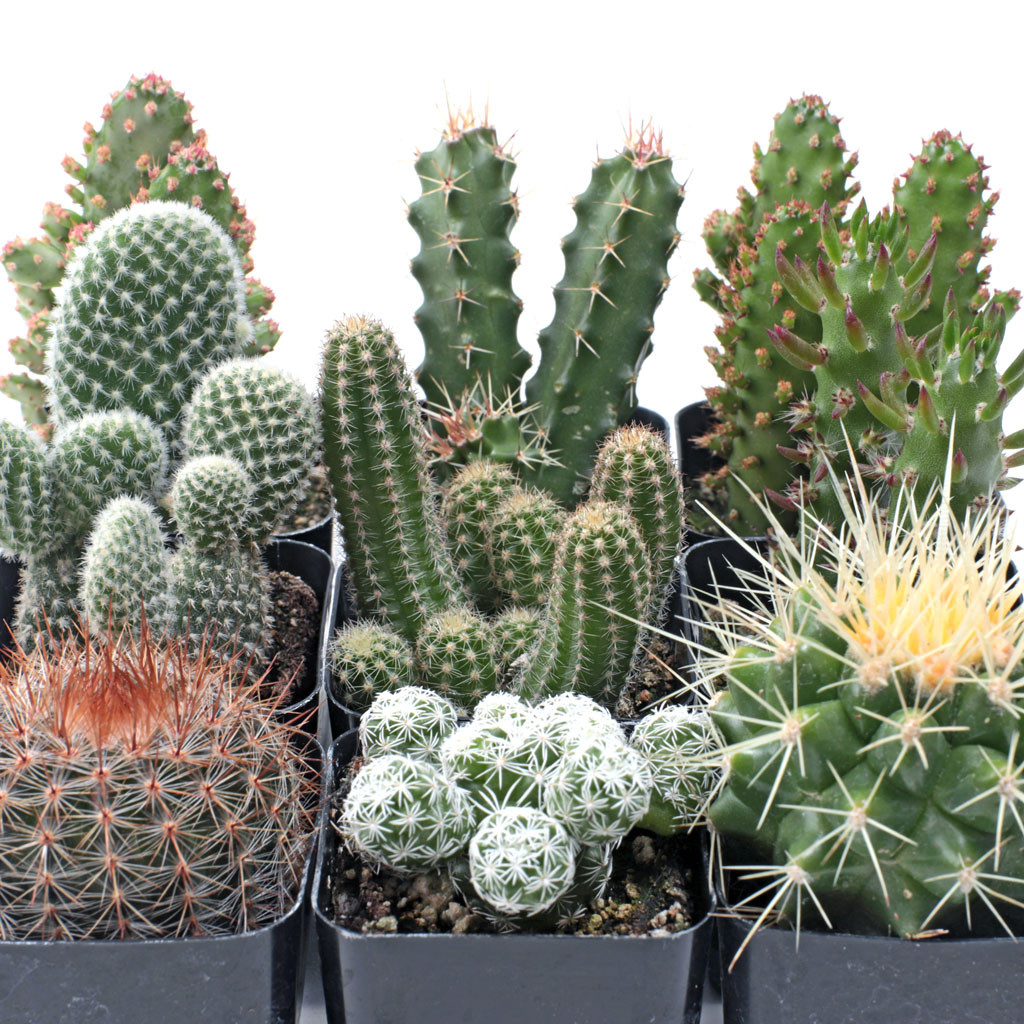 Cactus Pack (6-12 Plants, 2" Pots) | Mountain Crest Gardens®