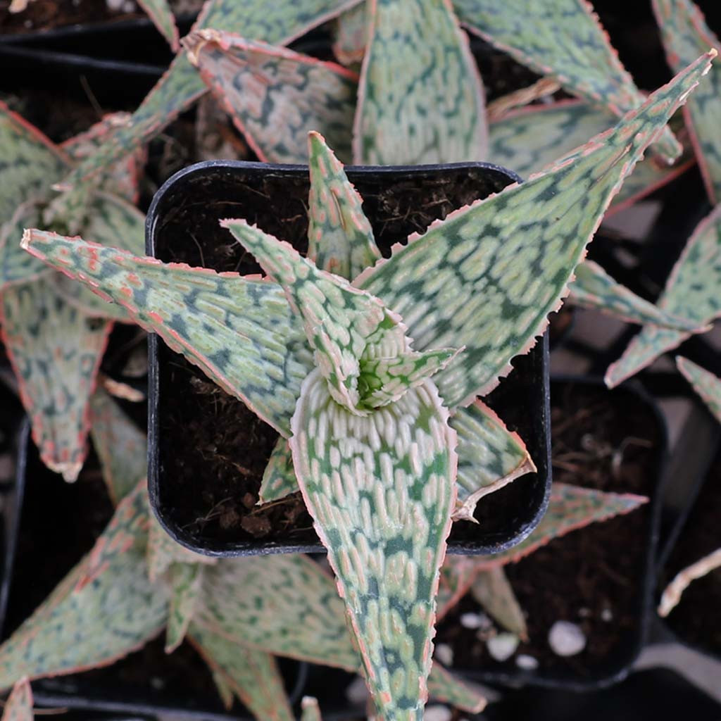 Aloe 'Pink Blush' - Mountain Crest Gardens