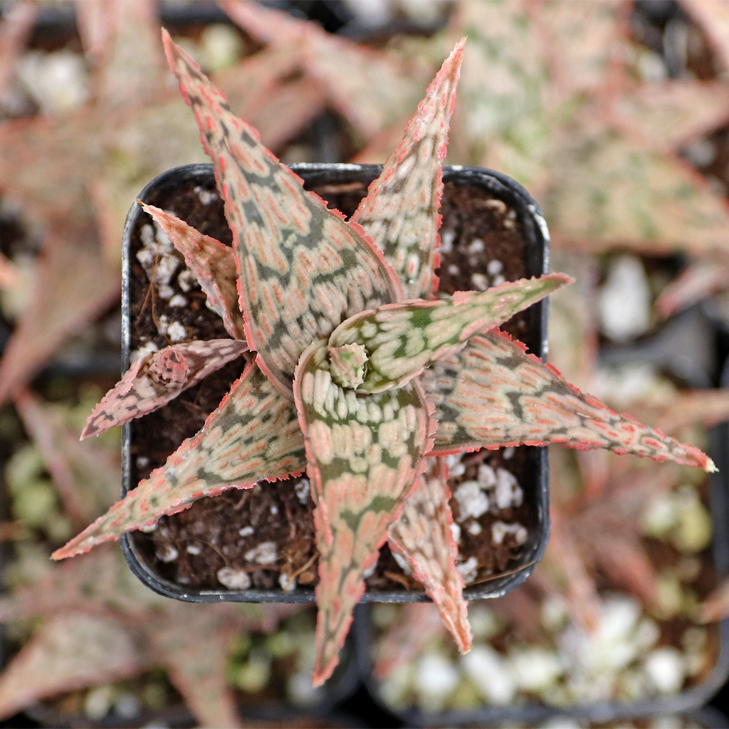 Aloe 'Pink Blush' - Mountain Crest Gardens