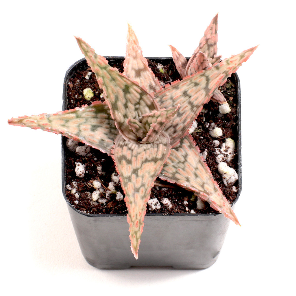 Aloe 'Pink Blush' - Mountain Crest Gardens