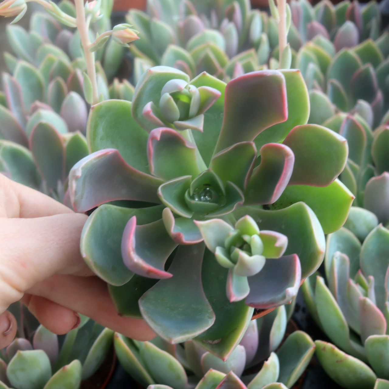 Graptoveria 'Fred Ives' [large] - Mountain Crest Gardens