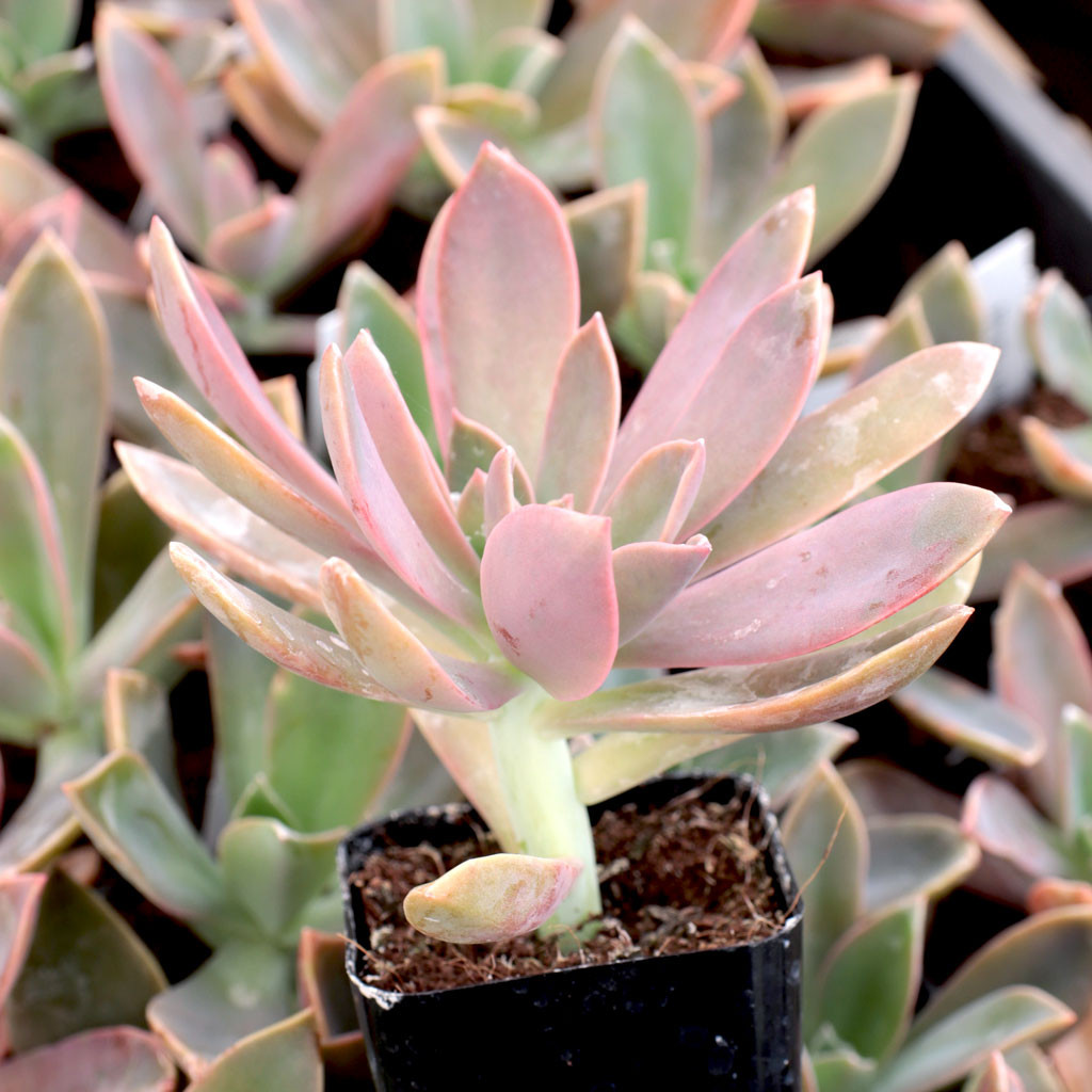 Graptoveria 'Fred Ives' [large] - Mountain Crest Gardens